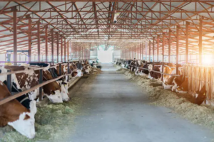 Dairy Farming: An Insight into the Process, Challenges, and ...